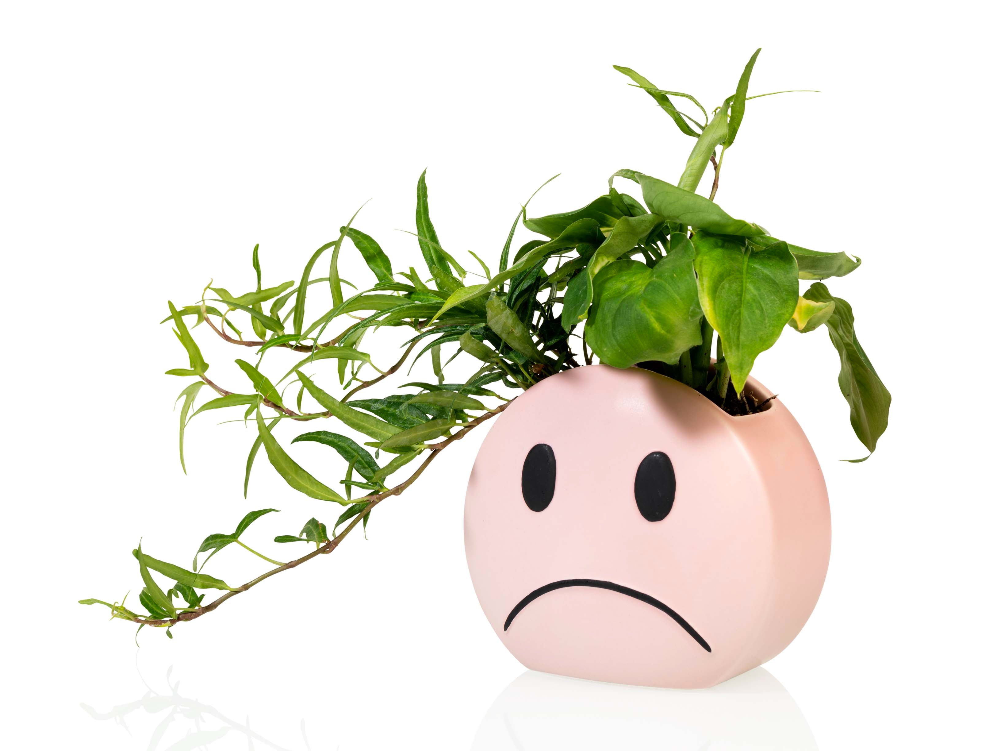 Mood Pot – BITTEN BV