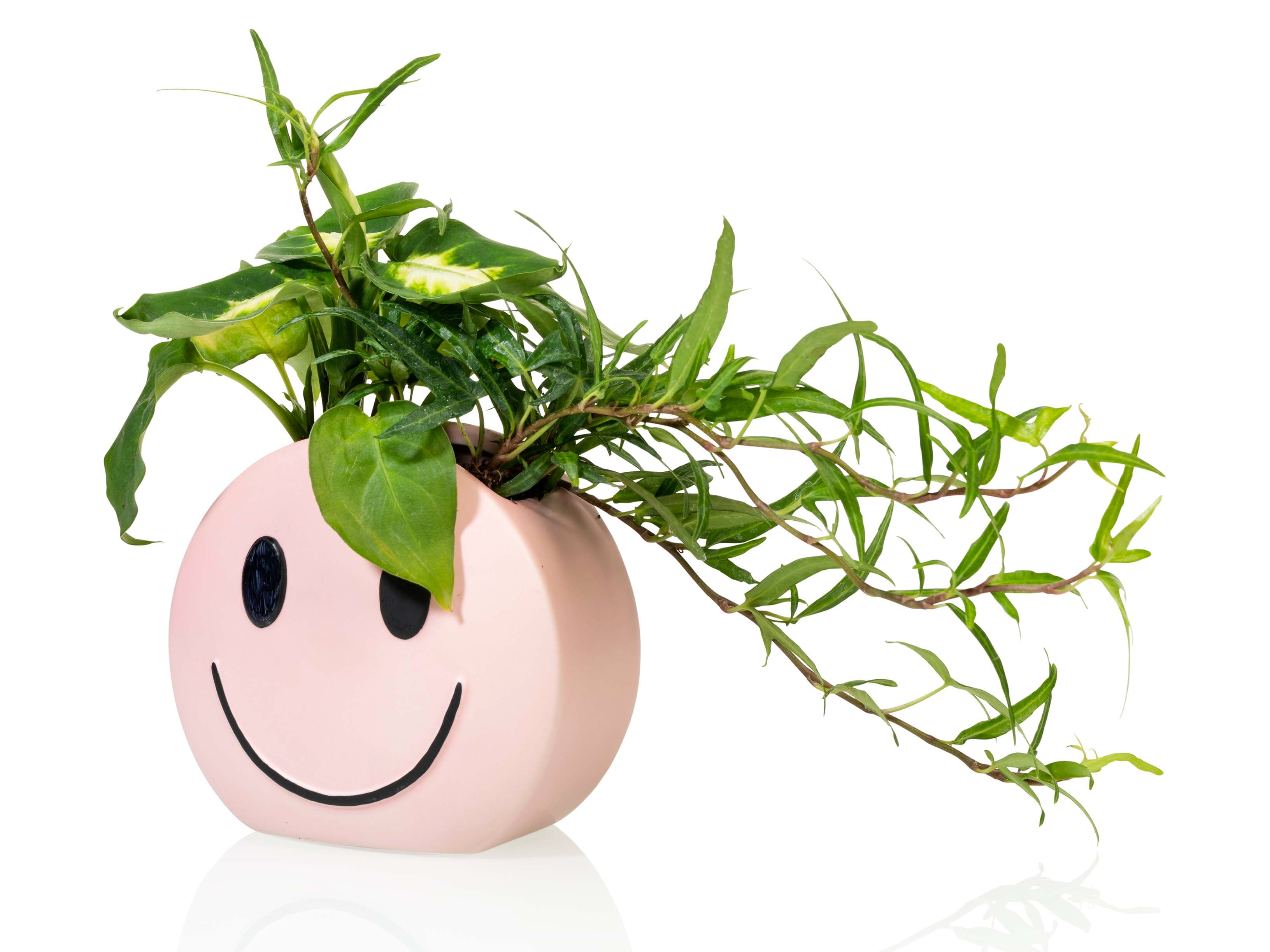Mood Pot – BITTEN BV