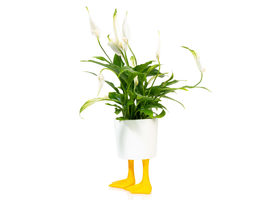 Duck Feet Planter Large – BITTEN BV